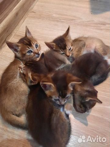 Абиссинские котята