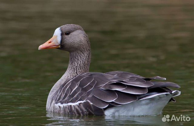 Белолобый гусь