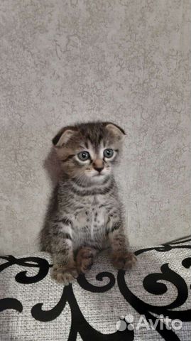 Вислоухие котята