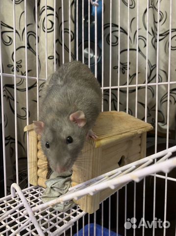 Крысы дамбо с клеткой