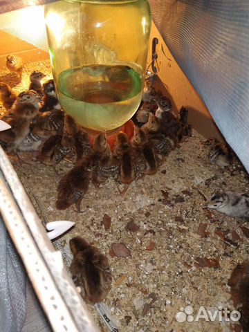 Молодняк фазанов