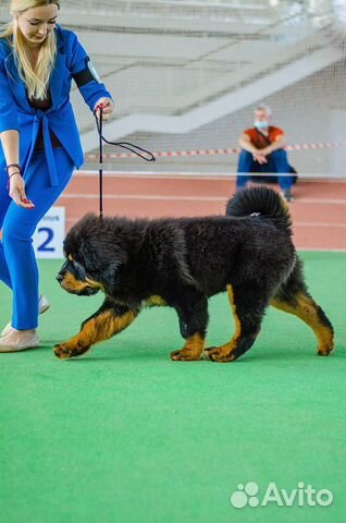 Щенок Тибетского мастифа