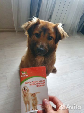 Хвостатый друг