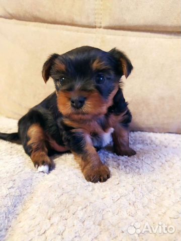 Йоркширский терьер мини щенки
