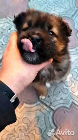 Найденыш, девочка, ест все, учится лаять