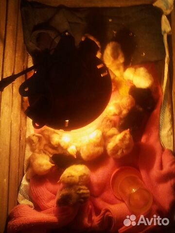 Продажа циплят