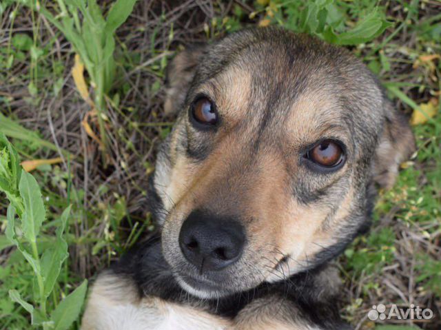 Жужа мелкая собачка ищет дом