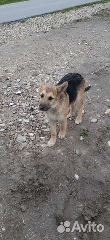 Малышка Лисичка ищет дом