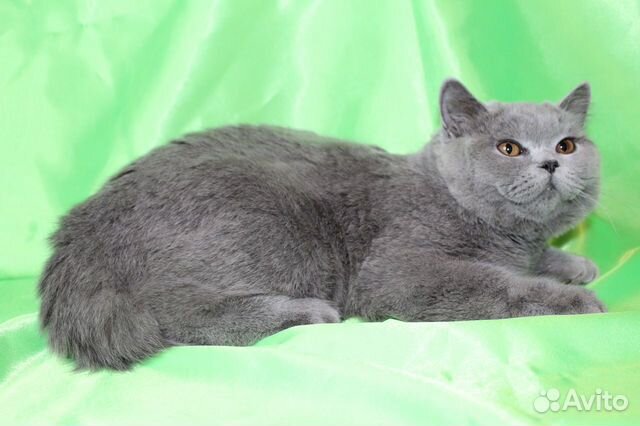 Голубой британец котик