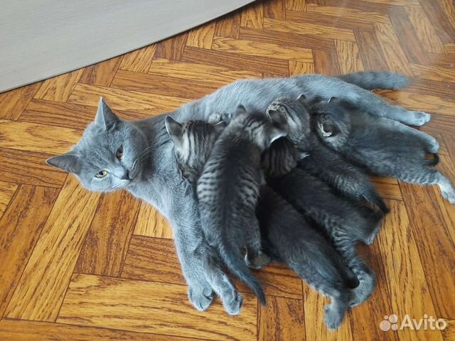 Котята в добрые руки бесплатно