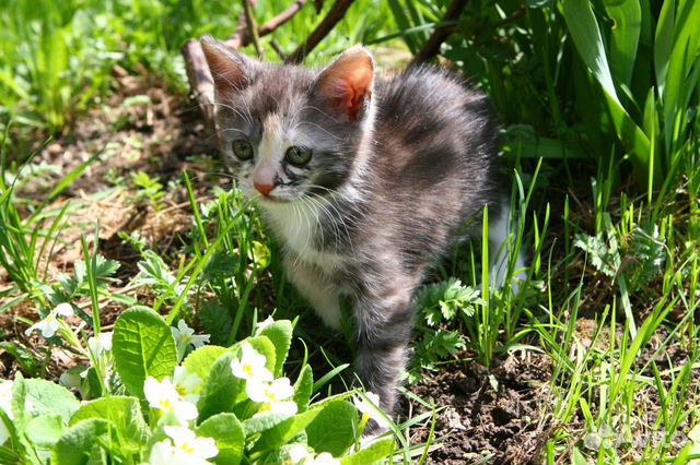 Котенок Солнышко
