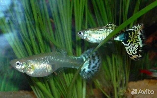 Гуппи мальчик и девочка