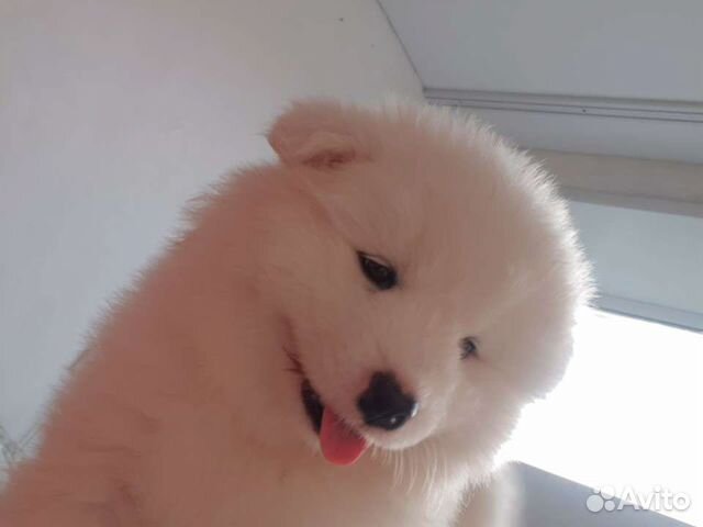 Самоедская собака