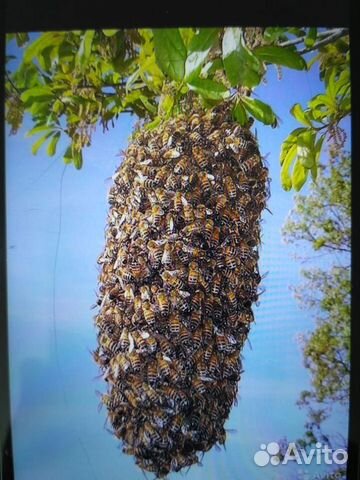 Сниму рой пчел