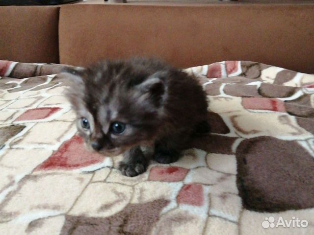Вислоухие котята. Продам