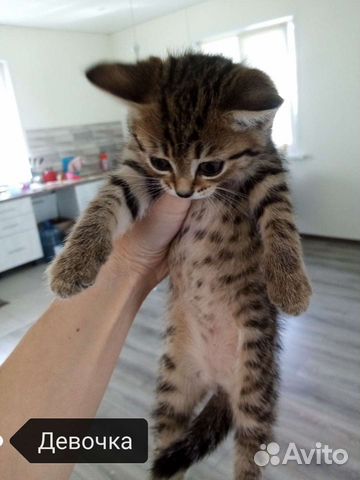 Кошка помесь бенгала