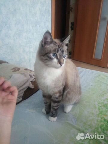 Котики