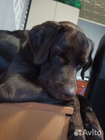 Шоколадный лабрадор