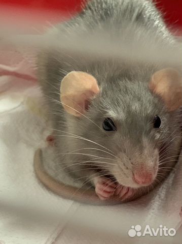 Крыса с клеткой