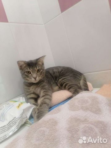 Одам даром кота 5 месецев