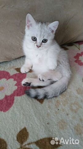 Шотландская