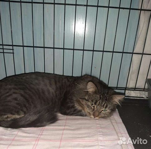 Котик очень нуждается в доме