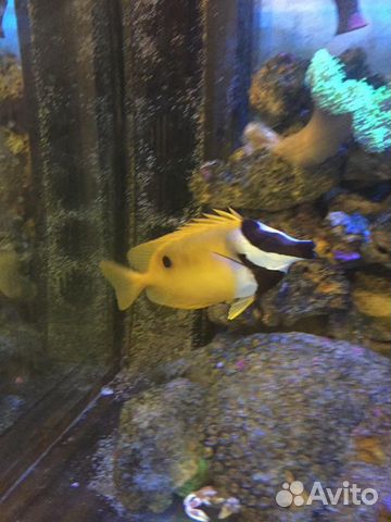 Морские рыбки