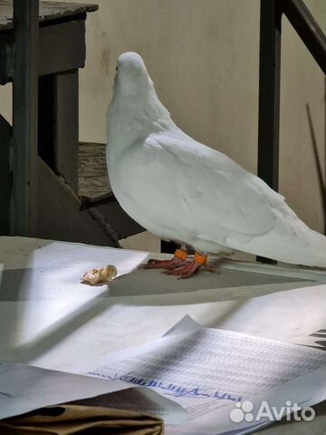 Голубь (белый,ручной)