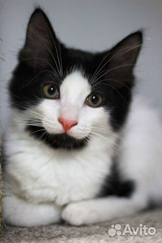 Крошка фифи, пушистый котенок, 3 мес