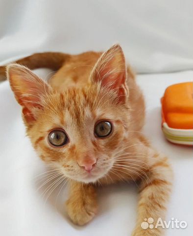 Котенок в добрые руки