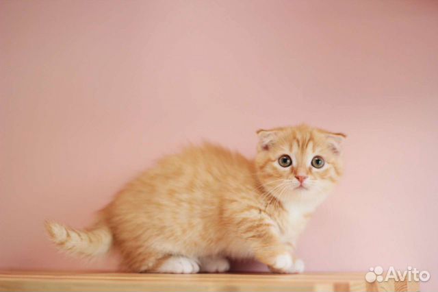 Манчкин фолд стандарт, девочка