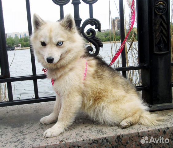 Девочка Эва.Порода помски, тип "лисья помски"