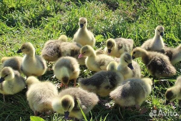 Гусята Утята