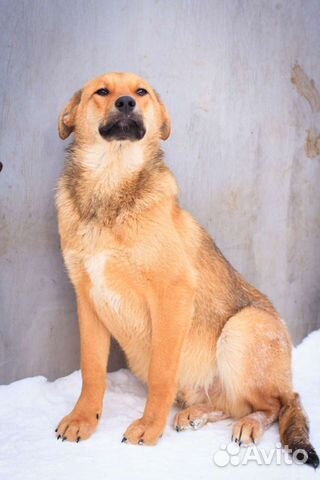 Коржи ищет дом