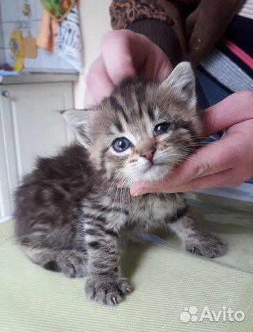 Голубоглазая малютка,1 мес