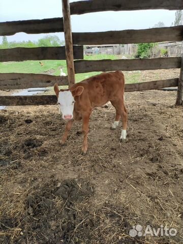 Продается (корова) телочка