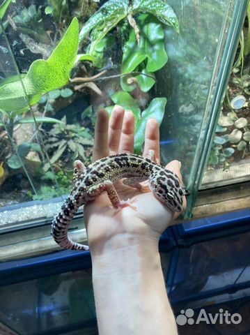 Эублефар иранский