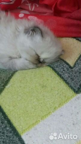 Персидские экстримальные котята