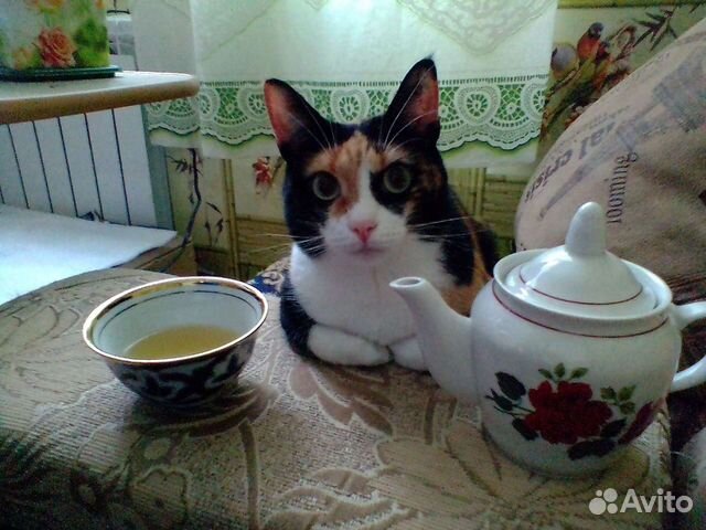 Кошка пропала