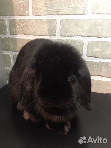 Кролики породы MiniLop