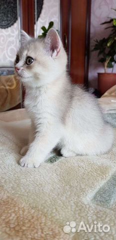 Белое золото британская шиншилла