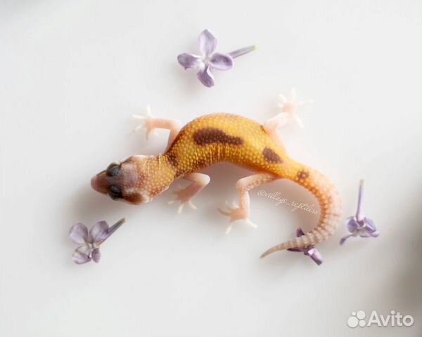 Малыши эублефары 2021