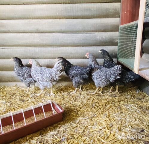 Куры Плимутрок