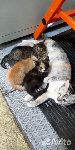 Отдадим котят, 2 месяца бесплатно. Метро Каширская