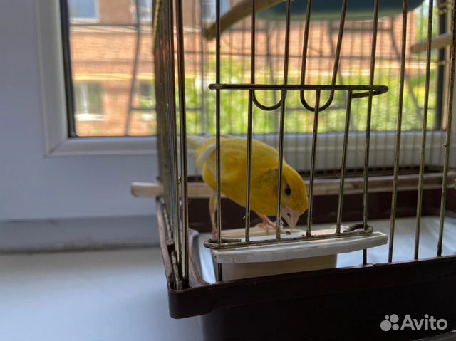 Отдам кенара