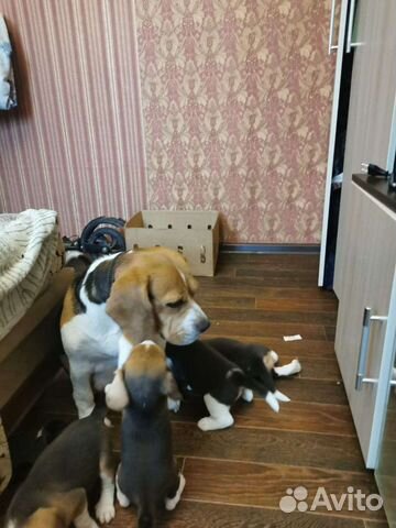 Щенки бигль