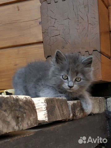 Котята в добрые руки бесплатно