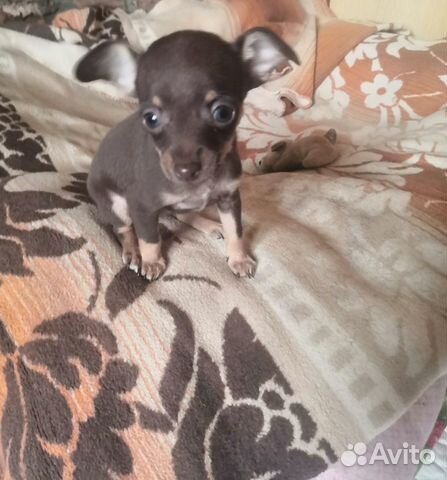 Тойчик миничка