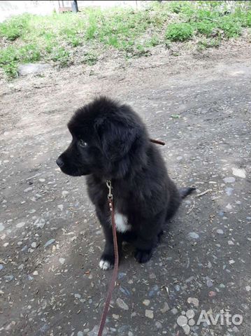 Щенки ньюфаундленда