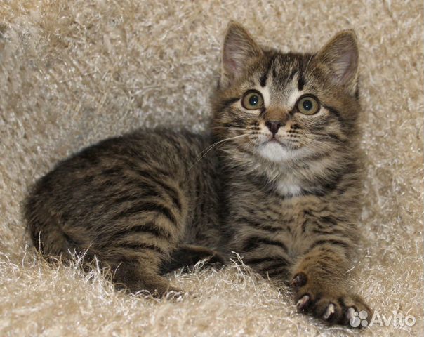 Котенок Кузя ищет дом
